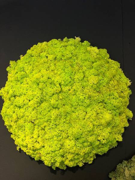 Mosebilder | Moderne kunst til hjemmet - Galleri Vågal